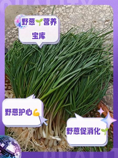 山葱的功效与作用_山葱怎么吃最养生-第2张图片-山城妙识 山葱的功效与作用_山葱怎么吃最养生-第2张图片-山城妙识