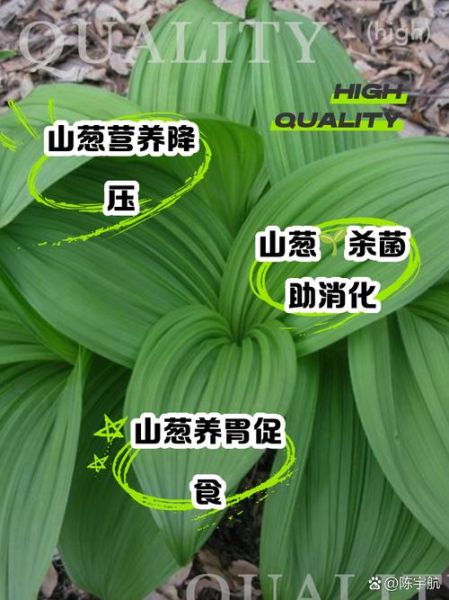 山葱的功效与作用_山葱怎么吃最养生-第1张图片-山城妙识 山葱的功效与作用_山葱怎么吃最养生-第1张图片-山城妙识