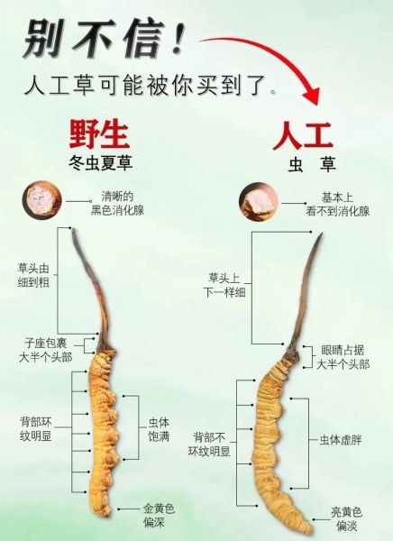 冬虫夏草是什么东西_冬虫夏草的功效与作用-第1张图片-山城妙识 冬虫夏草是什么东西_冬虫夏草的功效与作用-第1张图片-山城妙识