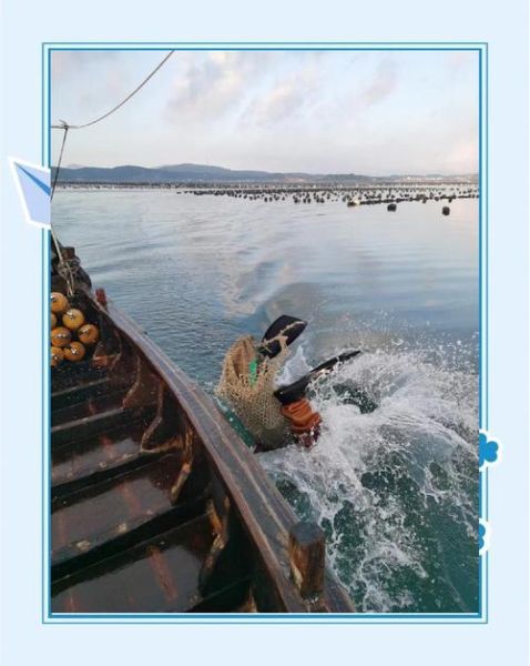 长海县海参批发市场在哪_价格行情-第2张图片-山城妙识 长海县海参批发市场在哪_价格行情-第2张图片-山城妙识