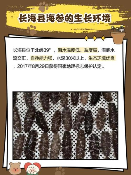 长海县海参批发市场在哪_价格行情-第1张图片-山城妙识 长海县海参批发市场在哪_价格行情-第1张图片-山城妙识