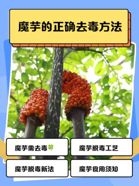 魔芋的功效与作用_魔芋的禁忌有哪些-第1张图片-山城妙识 魔芋的功效与作用_魔芋的禁忌有哪些-第1张图片-山城妙识