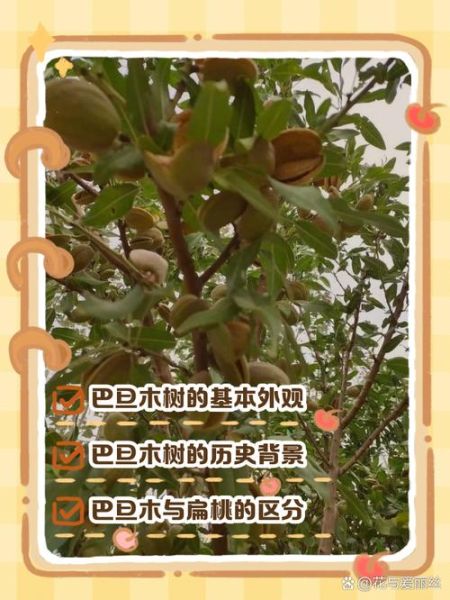 巴旦木树长什么样_巴旦木树图片怎么辨认-第1张图片-山城妙识 巴旦木树长什么样_巴旦木树图片怎么辨认-第1张图片-山城妙识