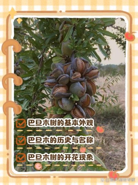 巴旦木树长什么样_巴旦木树图片怎么辨认-第2张图片-山城妙识 巴旦木树长什么样_巴旦木树图片怎么辨认-第2张图片-山城妙识