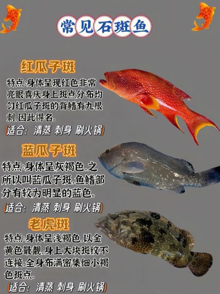 石斑鱼种类及图片_石斑鱼怎么区分-第3张图片-山城妙识 石斑鱼种类及图片_石斑鱼怎么区分-第3张图片-山城妙识