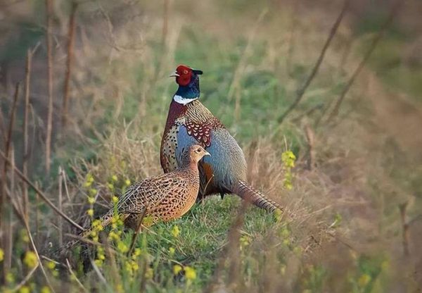 野鸡长什么样_野鸡图片怎么识别-第2张图片-山城妙识 野鸡长什么样_野鸡图片怎么识别-第2张图片-山城妙识