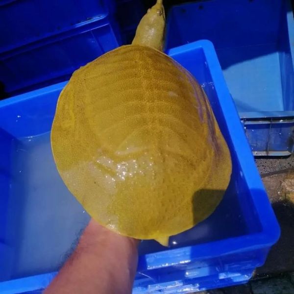 黄甲鱼是什么鱼_黄甲鱼图片怎么辨别真假-第1张图片-山城妙识