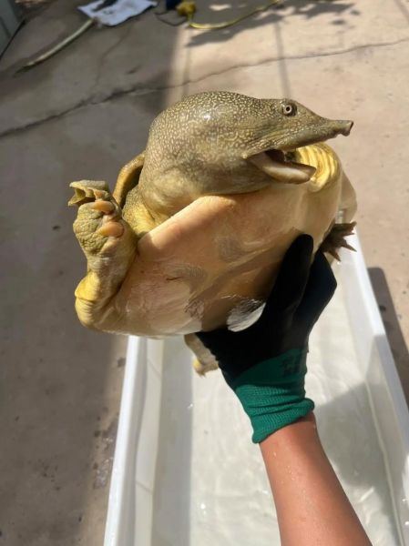 黄甲鱼是什么鱼_黄甲鱼图片怎么辨别真假-第3张图片-山城妙识