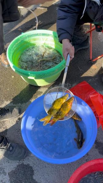 黄甲鱼是什么鱼_黄甲鱼图片怎么辨别真假-第2张图片-山城妙识