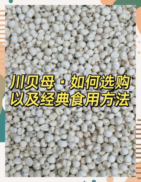 贝母怎么吃_川贝母的正确吃法-第3张图片-山城妙识 贝母怎么吃_川贝母的正确吃法-第3张图片-山城妙识