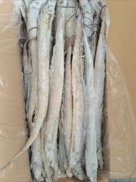 带鱼属于鱼类吗_带鱼是不是鱼-第1张图片-山城妙识