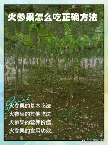 火参果怎么吃图解_火参果吃法大全-第2张图片-山城妙识 火参果怎么吃图解_火参果吃法大全-第2张图片-山城妙识