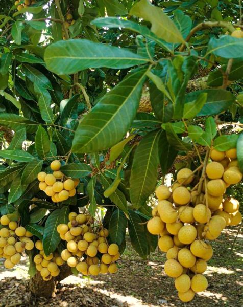 桂圆树图片大全_如何辨别桂圆树品种-第1张图片-山城妙识