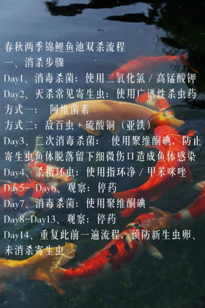 锦鲤鱼怎么养长得快_锦鲤鱼吃什么长得快-第2张图片-山城妙识 锦鲤鱼怎么养长得快_锦鲤鱼吃什么长得快-第2张图片-山城妙识