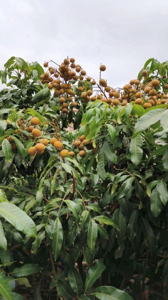 桂圆树图片大全_如何辨别桂圆树品种-第2张图片-山城妙识