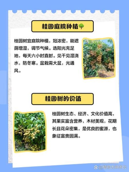 桂圆树图片大全_如何辨别桂圆树品种-第3张图片-山城妙识