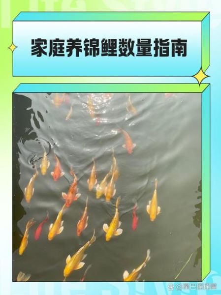 锦鲤鱼怎么养长得快_锦鲤鱼吃什么长得快-第1张图片-山城妙识 锦鲤鱼怎么养长得快_锦鲤鱼吃什么长得快-第1张图片-山城妙识