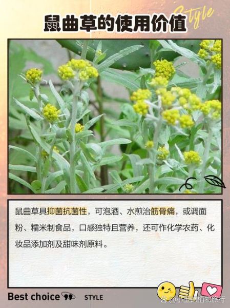 鼠曲草的功效与作用_鼠曲草性味归经是什么-第2张图片-山城妙识 鼠曲草的功效与作用_鼠曲草性味归经是什么-第2张图片-山城妙识