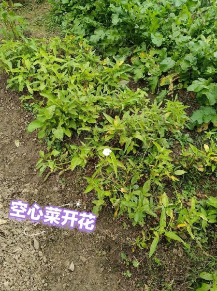 空心菜开花了还能吃吗_空心菜开花后怎么处理-第1张图片-山城妙识 空心菜开花了还能吃吗_空心菜开花后怎么处理-第1张图片-山城妙识