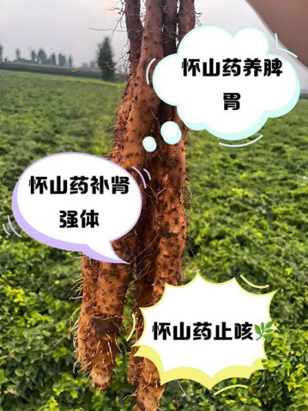 山药的功效与作用及禁忌_什么人不能吃山药-第1张图片-山城妙识 山药的功效与作用及禁忌_什么人不能吃山药-第1张图片-山城妙识
