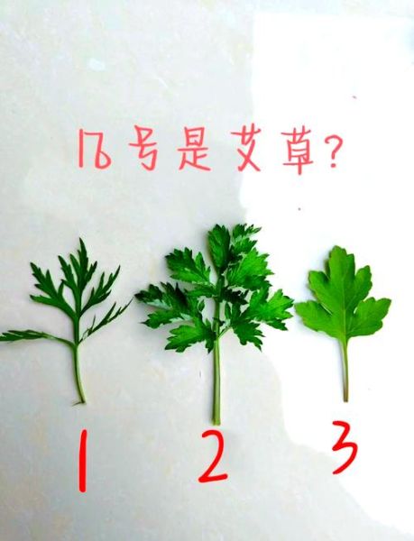 蒿子和艾草的区别_如何快速分辨-第1张图片-山城妙识 蒿子和艾草的区别_如何快速分辨-第1张图片-山城妙识