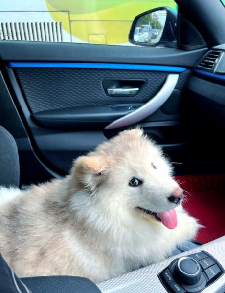 阿拉斯加好养吗_新手养阿拉斯加注意事项-第1张图片-山城妙识 阿拉斯加好养吗_新手养阿拉斯加注意事项-第1张图片-山城妙识