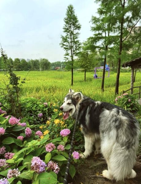 阿拉斯加好养吗_新手养阿拉斯加注意事项-第2张图片-山城妙识 阿拉斯加好养吗_新手养阿拉斯加注意事项-第2张图片-山城妙识