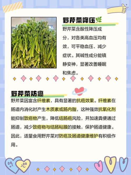 吃野芹菜有什么好处_野芹菜的功效与作用-第1张图片-山城妙识 吃野芹菜有什么好处_野芹菜的功效与作用-第1张图片-山城妙识