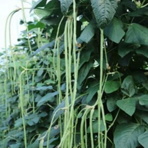 怎样腌制豇豆角_豇豆角腌多久能吃-第3张图片-山城妙识 怎样腌制豇豆角_豇豆角腌多久能吃-第3张图片-山城妙识