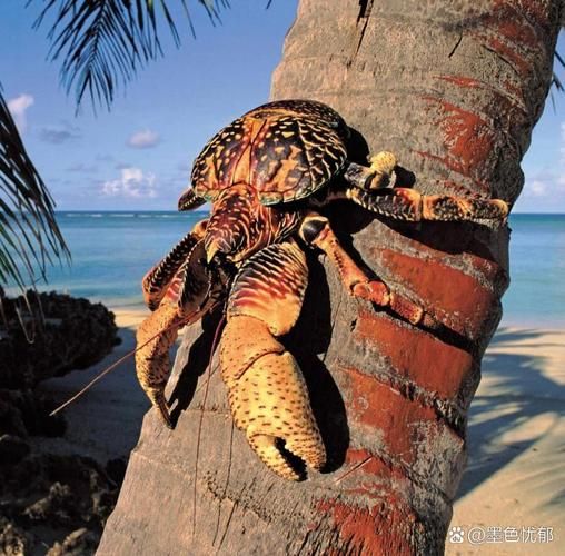 椰子蟹能不能吃_椰子蟹多少钱一斤-第2张图片-山城妙识 椰子蟹能不能吃_椰子蟹多少钱一斤-第2张图片-山城妙识