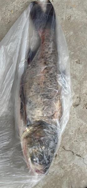 钓花鲢一般钓多深_花鲢最佳水深是多少-第2张图片-山城妙识 钓花鲢一般钓多深_花鲢最佳水深是多少-第2张图片-山城妙识