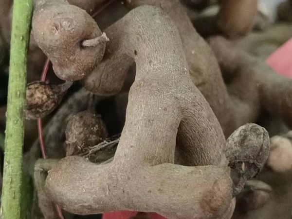 鸡爪梨泡酒怎么泡_鸡爪梨泡酒比例是多少-第2张图片-山城妙识 鸡爪梨泡酒怎么泡_鸡爪梨泡酒比例是多少-第2张图片-山城妙识