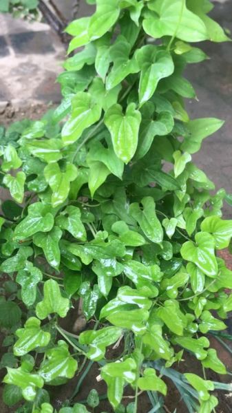 山药叶子长什么样_山药叶子图片特征-第1张图片-山城妙识 山药叶子长什么样_山药叶子图片特征-第1张图片-山城妙识