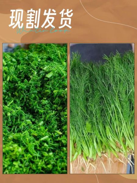 茴香苗怎么炒好吃_茴香苗炒蛋做法-第2张图片-山城妙识