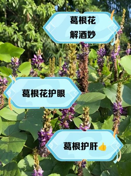 葛花泡水喝的功效与作用_葛花泡水喝的正确方法-第3张图片-山城妙识 葛花泡水喝的功效与作用_葛花泡水喝的正确方法-第3张图片-山城妙识