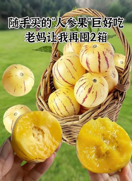 野生人参果长什么样_野生人参果图片真假辨别-第1张图片-山城妙识