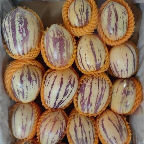 野生人参果长什么样_野生人参果图片真假辨别-第2张图片-山城妙识