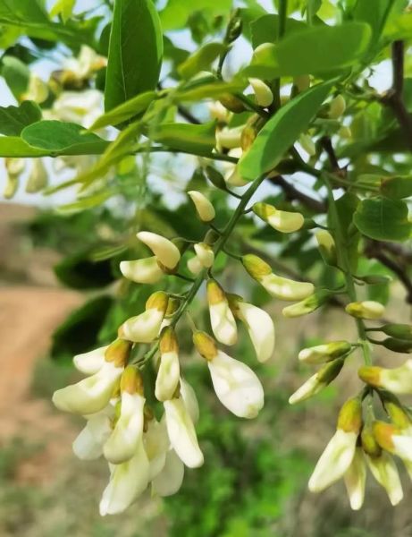 洋槐花图片_洋槐花长什么样-第3张图片-山城妙识 洋槐花图片_洋槐花长什么样-第3张图片-山城妙识