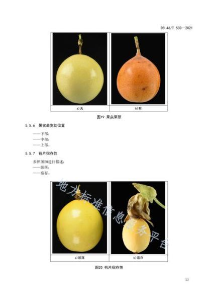 西番莲和百香果的区别_哪个更好吃-第3张图片-山城妙识 西番莲和百香果的区别_哪个更好吃-第3张图片-山城妙识