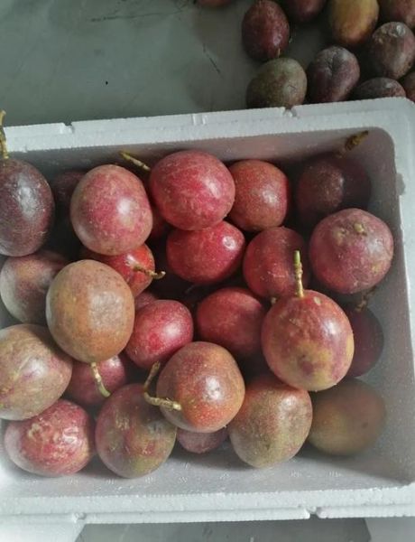 西番莲和百香果的区别_哪个更好吃-第1张图片-山城妙识 西番莲和百香果的区别_哪个更好吃-第1张图片-山城妙识