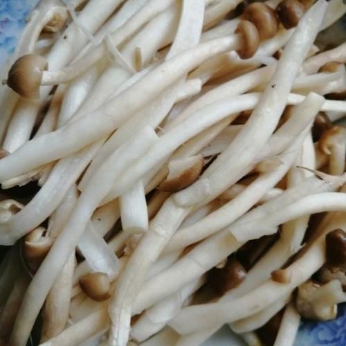 蟹腿菇图片怎么拍_蟹腿菇图片高清细节在哪-第2张图片-山城妙识 蟹腿菇图片怎么拍_蟹腿菇图片高清细节在哪-第2张图片-山城妙识