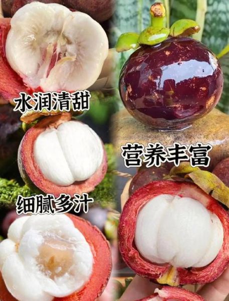 山竹产地哪里的最好_泰国山竹为什么更甜-第3张图片-山城妙识 山竹产地哪里的最好_泰国山竹为什么更甜-第3张图片-山城妙识