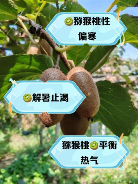 猕猴桃是热性还是凉性_猕猴桃性寒还是性温-第1张图片-山城妙识