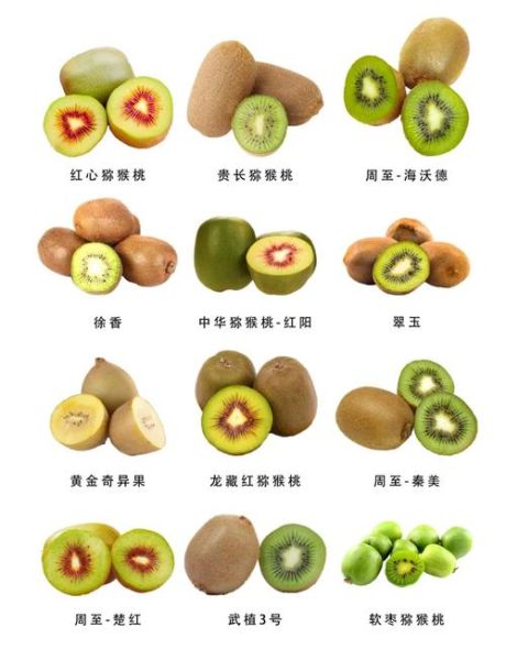 猕猴桃是热性还是凉性_猕猴桃性寒还是性温-第3张图片-山城妙识