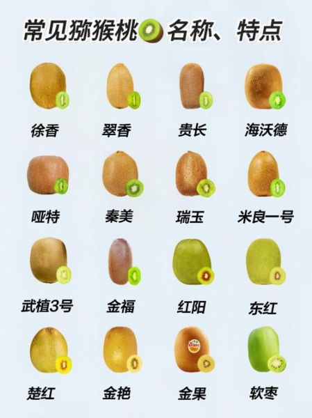 猕猴桃是热性还是凉性_猕猴桃性寒还是性温-第2张图片-山城妙识