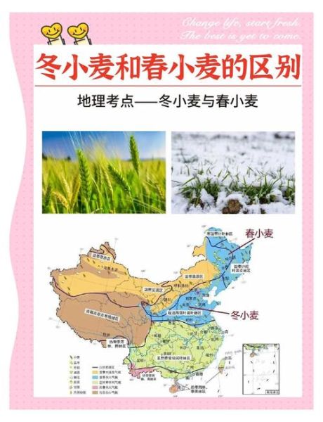 麦子什么时候种_麦子种植方法-第1张图片-山城妙识 麦子什么时候种_麦子种植方法-第1张图片-山城妙识