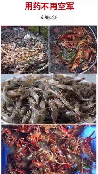 河虾喜欢吃什么饵料_野钓河虾用什么打窝最好-第1张图片-山城妙识 河虾喜欢吃什么饵料_野钓河虾用什么打窝最好-第1张图片-山城妙识