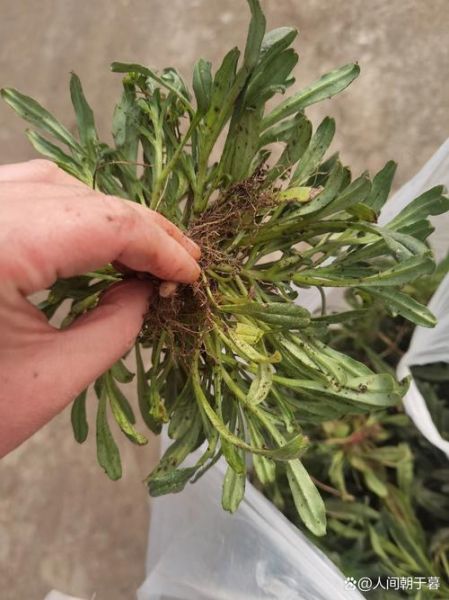 面条菜什么人不能吃_孕妇能吃面条菜吗-第1张图片-山城妙识 面条菜什么人不能吃_孕妇能吃面条菜吗-第1张图片-山城妙识