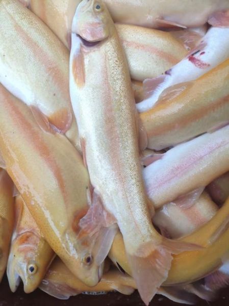 金鳟鱼多少钱一斤_金鳟鱼价格影响因素-第3张图片-山城妙识 金鳟鱼多少钱一斤_金鳟鱼价格影响因素-第3张图片-山城妙识