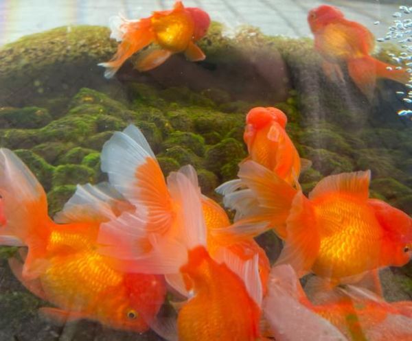 金鱼图片大全哪里找_如何欣赏金鱼美图-第1张图片-山城妙识 金鱼图片大全哪里找_如何欣赏金鱼美图-第1张图片-山城妙识